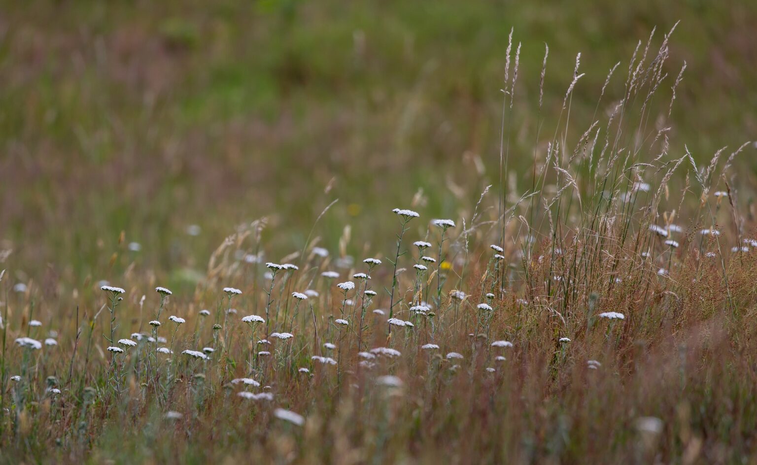 5 Spices for Kidney Boost and Performance| SPICES FOR FOODS