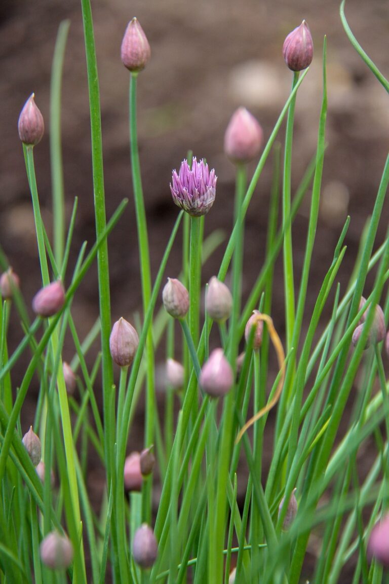 What is Chives Herb & Its Addictive Scents – SPICES FOR FOODS